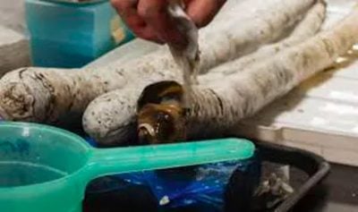 Discovery of chemoautotrophic symbiosis in the giant shipworm Kuphus ...