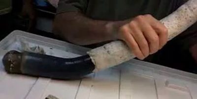 Discovery of chemoautotrophic symbiosis in the giant shipworm Kuphus ...