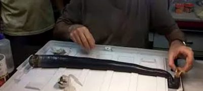 Discovery of chemoautotrophic symbiosis in the giant shipworm Kuphus ...